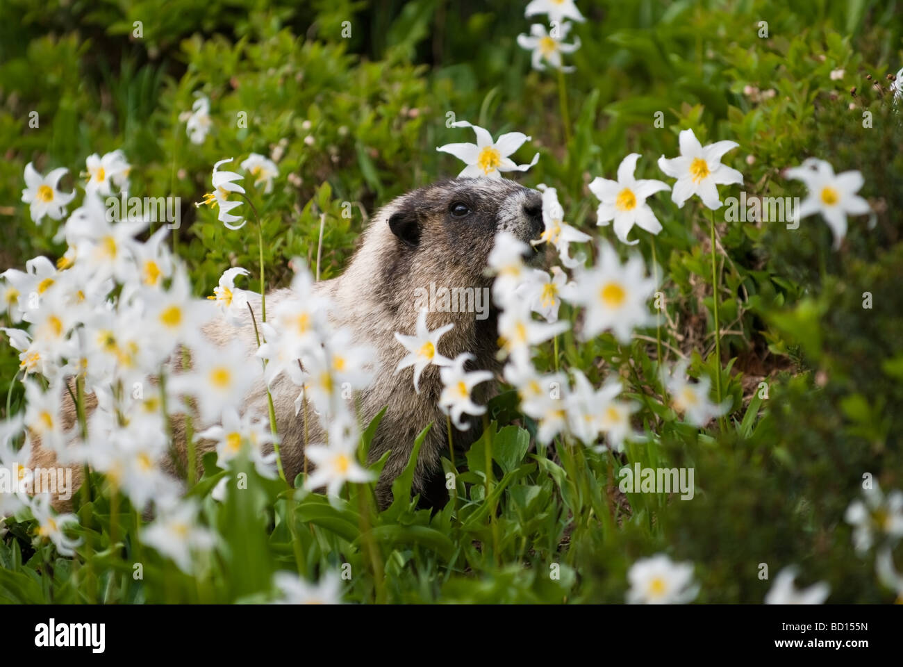 Murmeltier und blumen -Fotos und -Bildmaterial in hoher Auflösung – Alamy