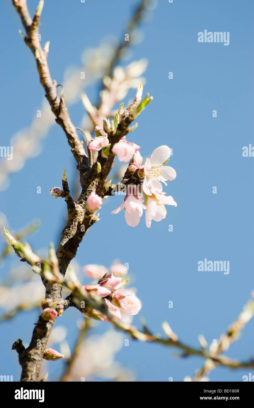 Am mandelbaum -Fotos und -Bildmaterial in hoher Auflösung – Alamy
