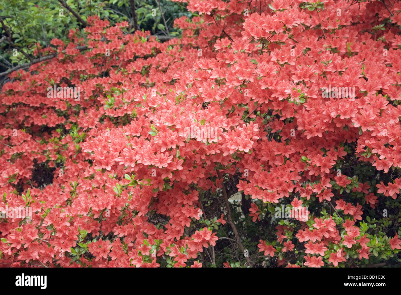 Rot blühende azalee -Fotos und -Bildmaterial in hoher Auflösung – Alamy
