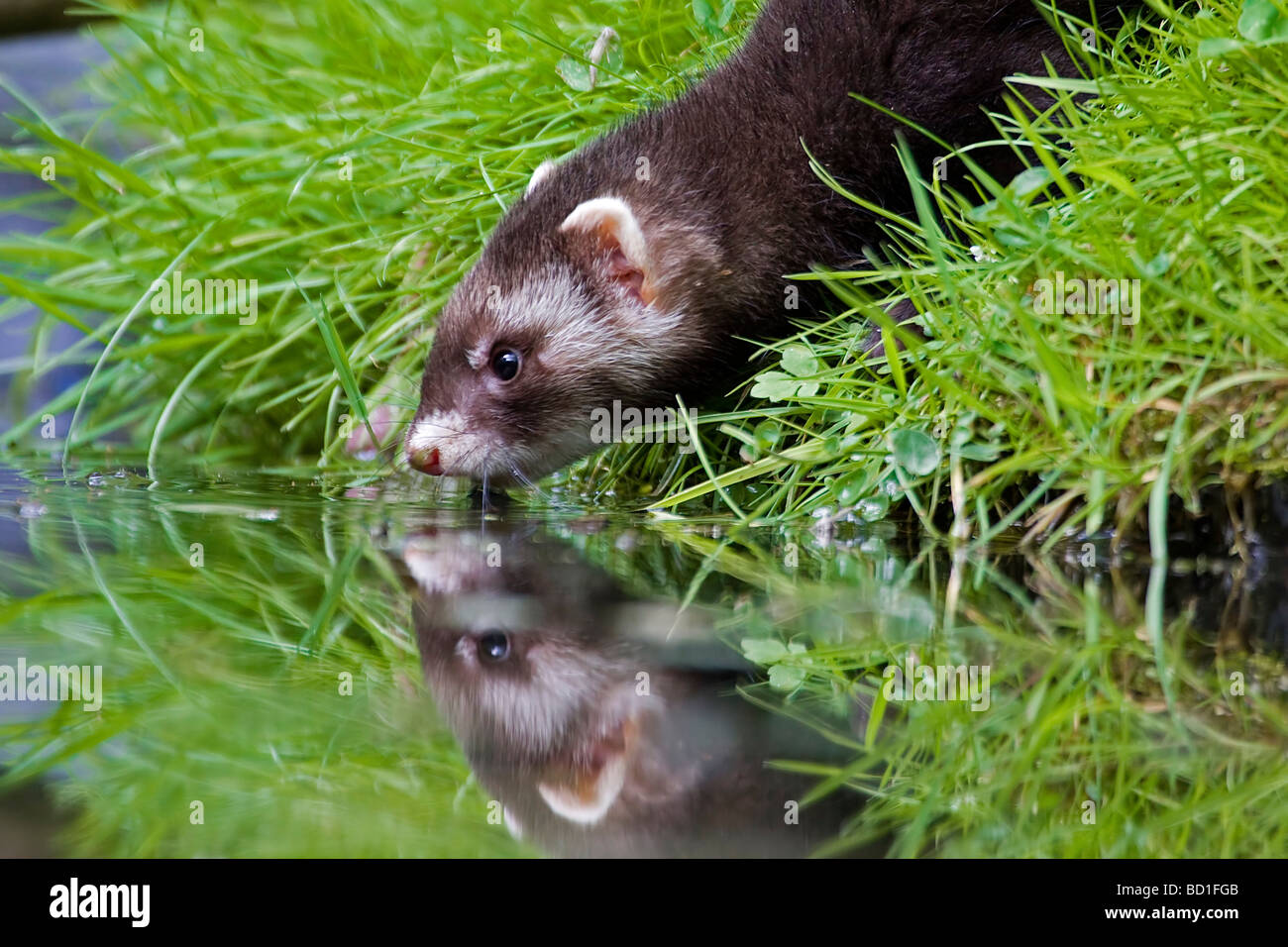 Der iltis -Fotos und -Bildmaterial in hoher Auflösung – Alamy