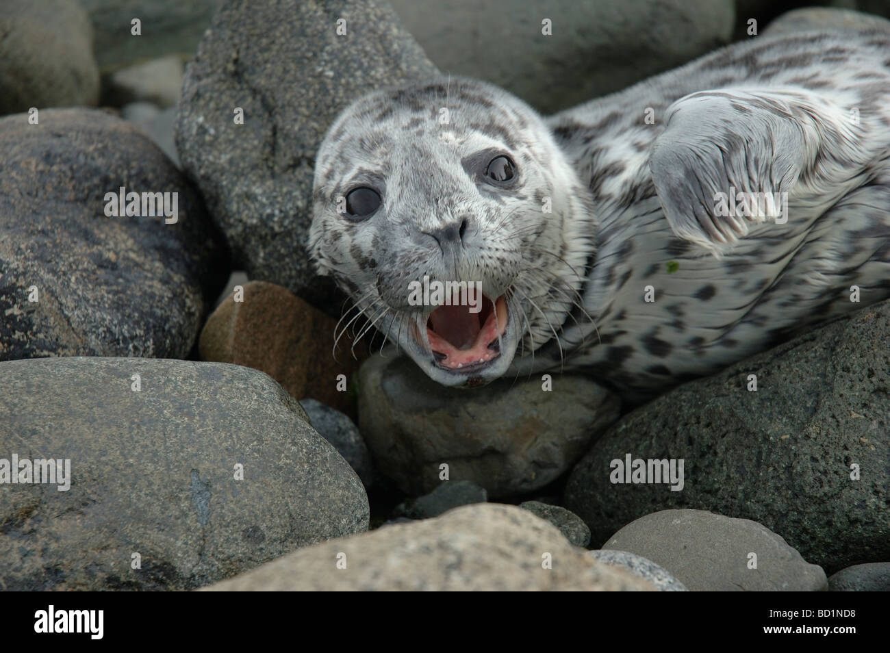 Ein Baby-Robbe gestrandet am Ufer schreit mit seinem Mund und Augen ...