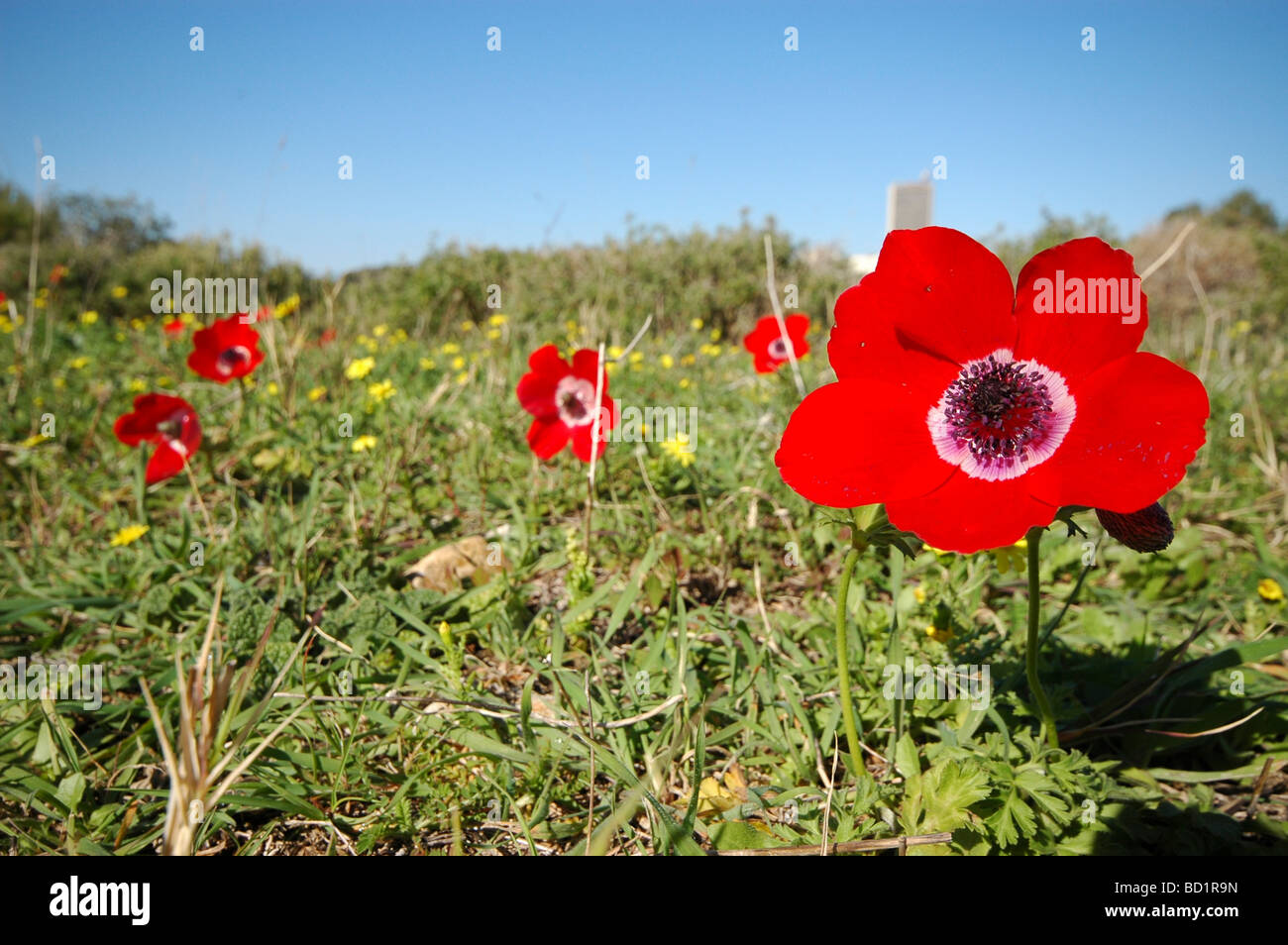 Israel-Anemone Coronaria AKA spanischen Ringelblume oder Kalanit auf ...