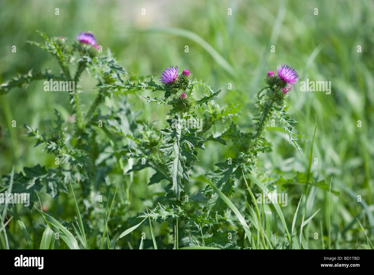Die distel -Fotos und -Bildmaterial in hoher Auflösung – Alamy
