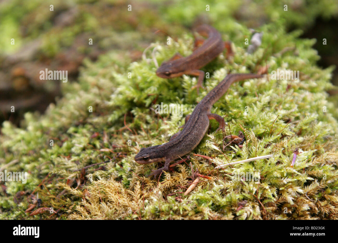 Glatte Molche oder gemeinsame Molche, Lissotriton Vulgaris früher ...