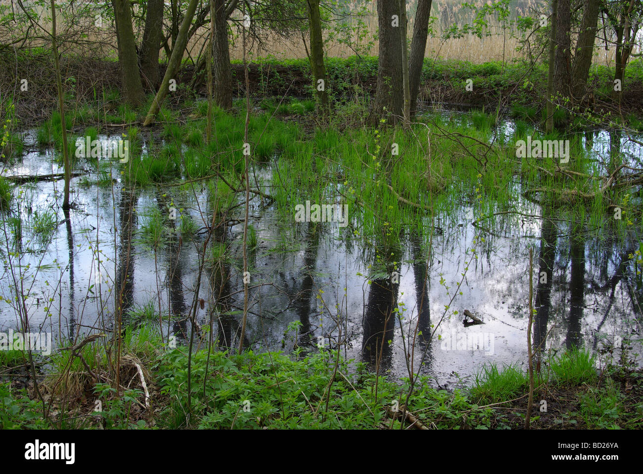 Moor sumpf -Fotos und -Bildmaterial in hoher Auflösung – Alamy