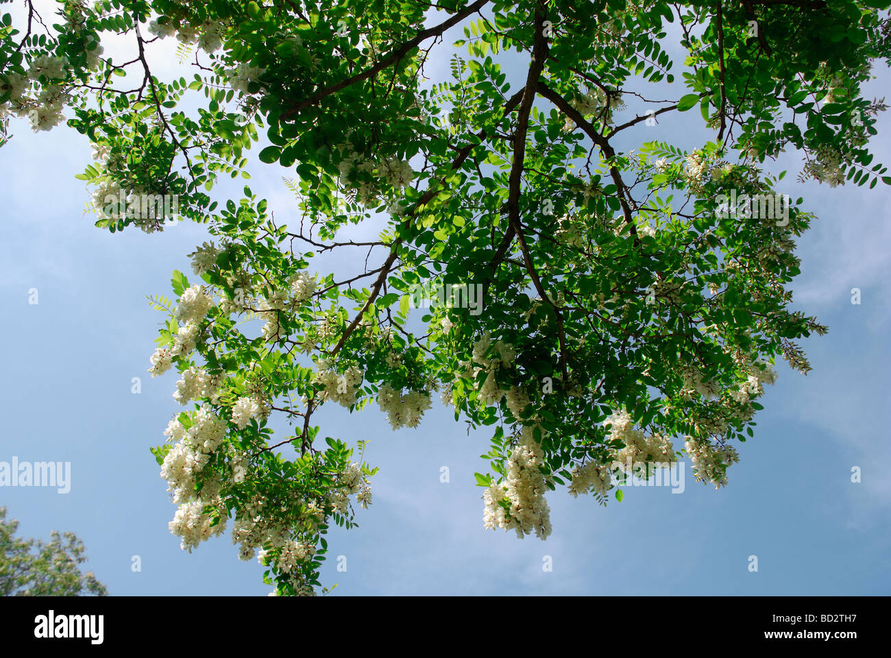 Robinie Baum Blumen Robinia Pseudoacacia L von unten in den Himmel ...