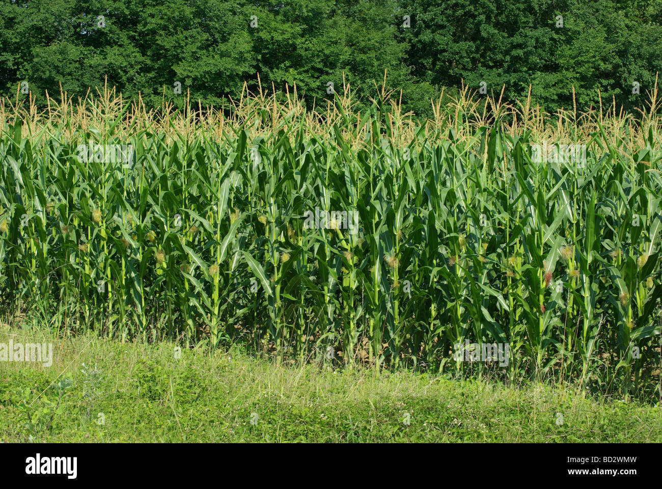 Corn crop -Fotos und -Bildmaterial in hoher Auflösung – Alamy