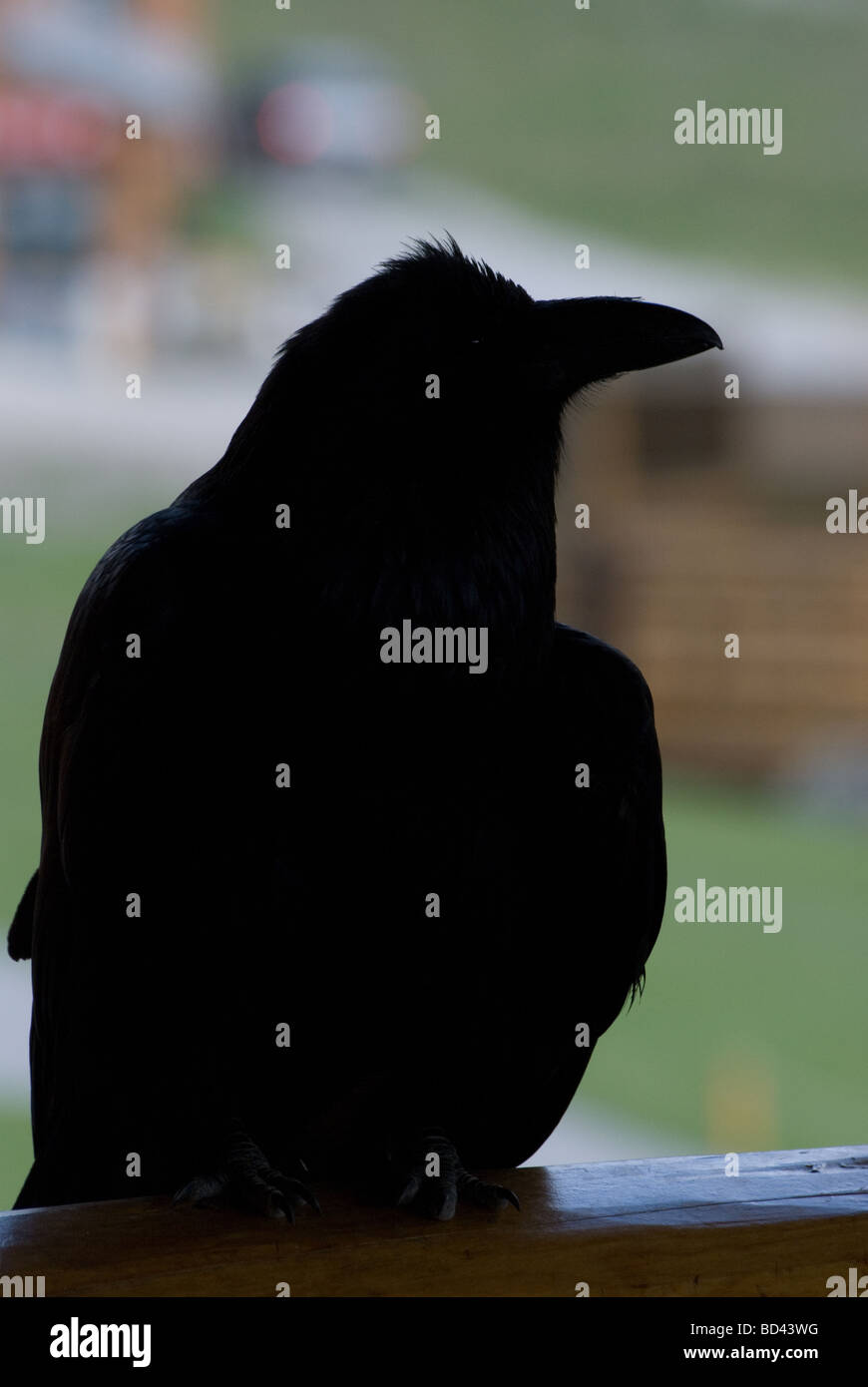 Kanadischer rabe -Fotos und -Bildmaterial in hoher Auflösung – Alamy