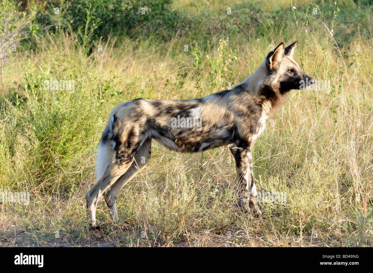 African Wild Dog Lycanon Pictus Diospan Road-Krüger Nationalpark ...