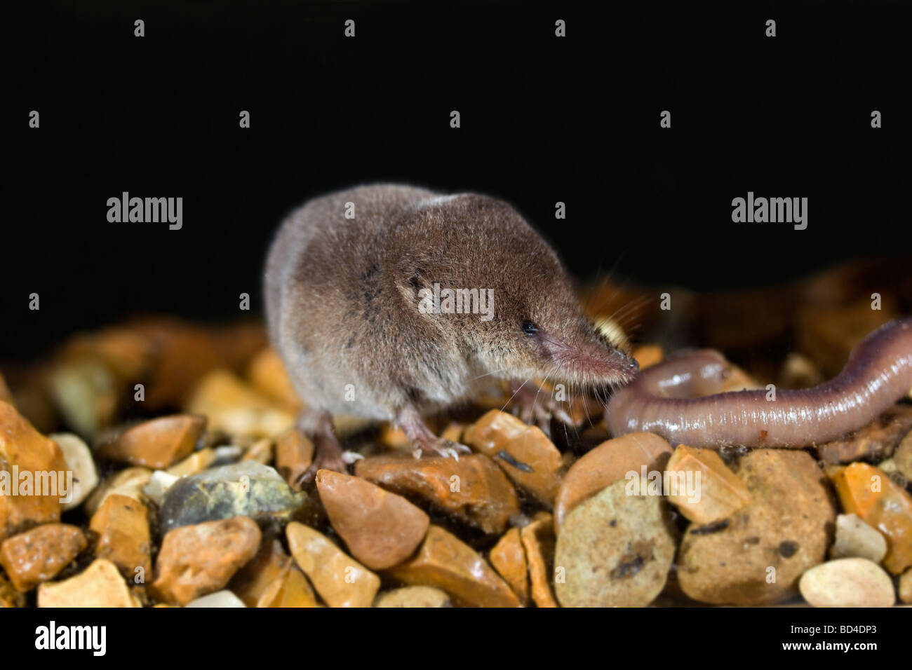 allgemeine Spitzmaus Sorex Araneus mit Regenwurm Stockfotografie - Alamy