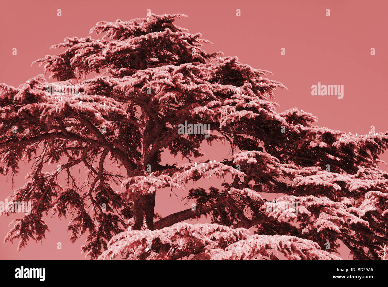 Riesige rote zeder -Fotos und -Bildmaterial in hoher Auflösung – Alamy