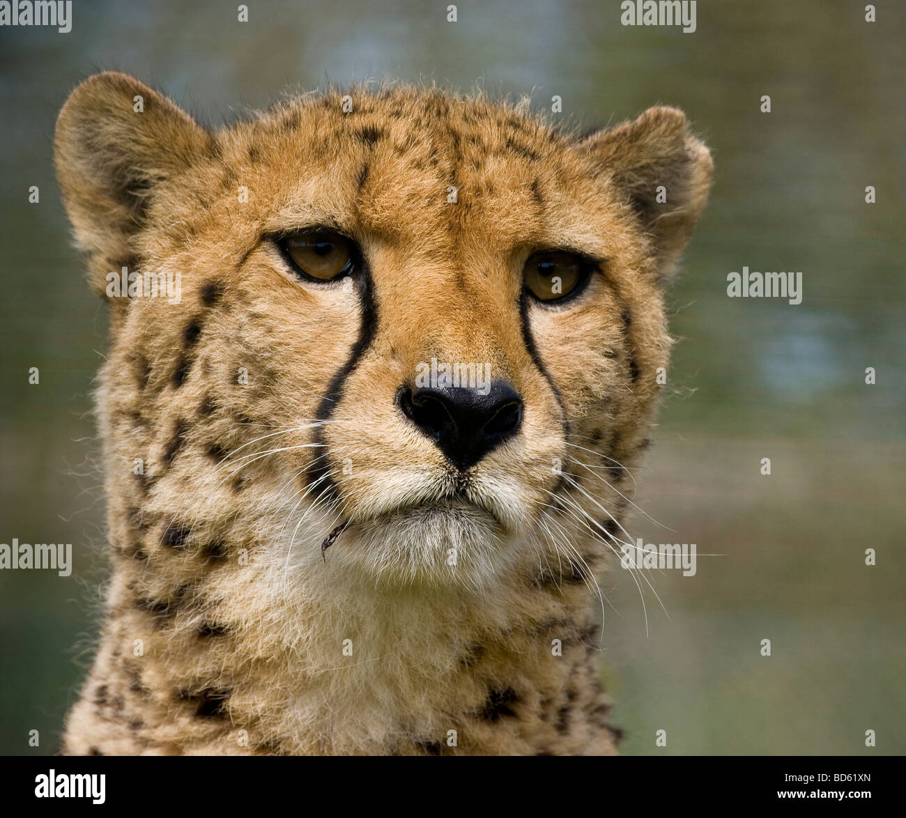 Gepard kopf -Fotos und -Bildmaterial in hoher Auflösung – Alamy