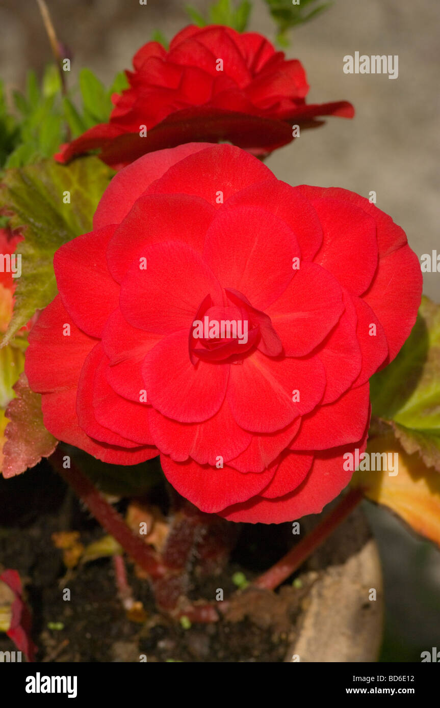 Begonie rot -Fotos und -Bildmaterial in hoher Auflösung – Alamy