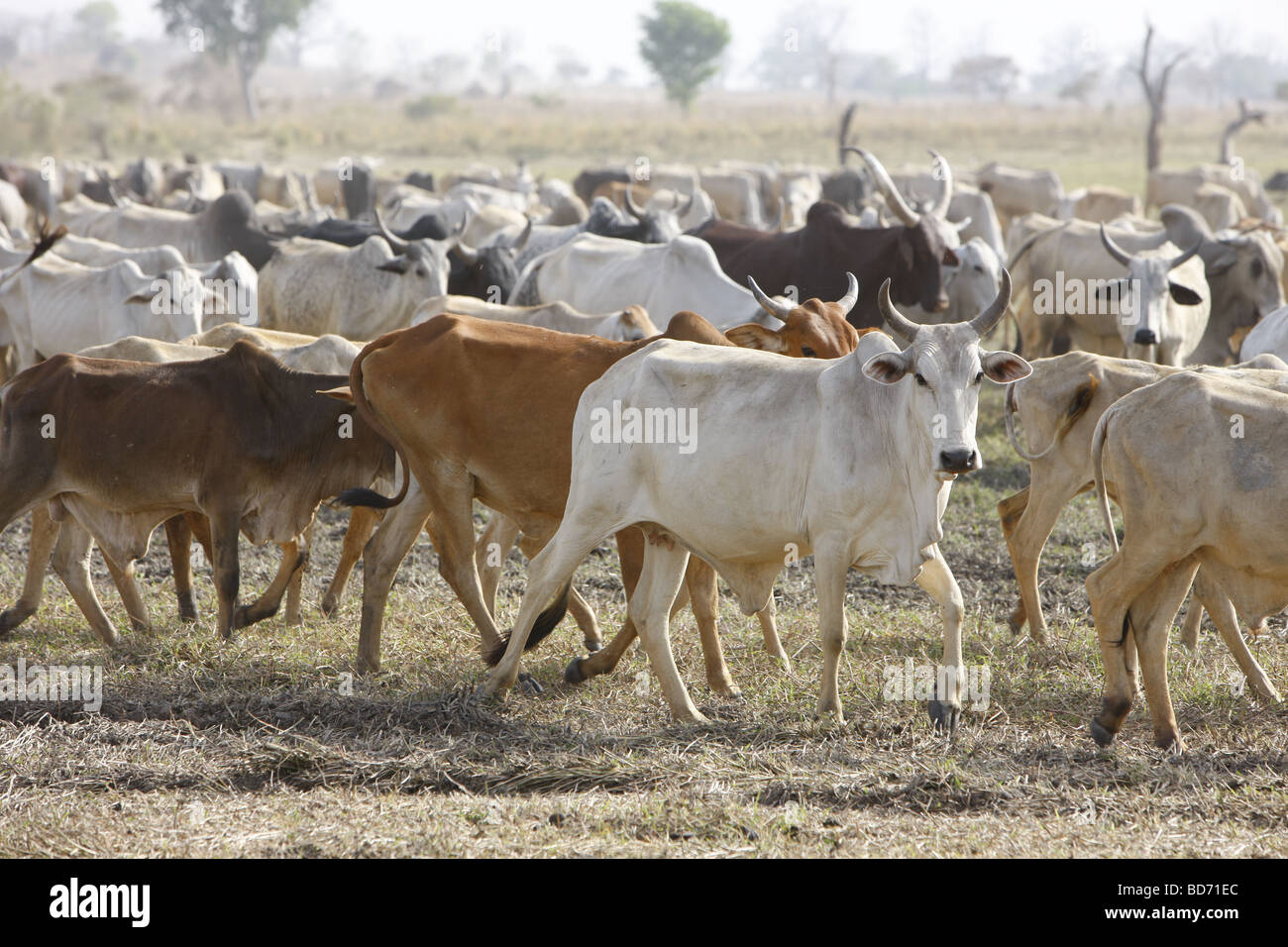 Zebu rinder -Fotos und -Bildmaterial in hoher Auflösung – Alamy