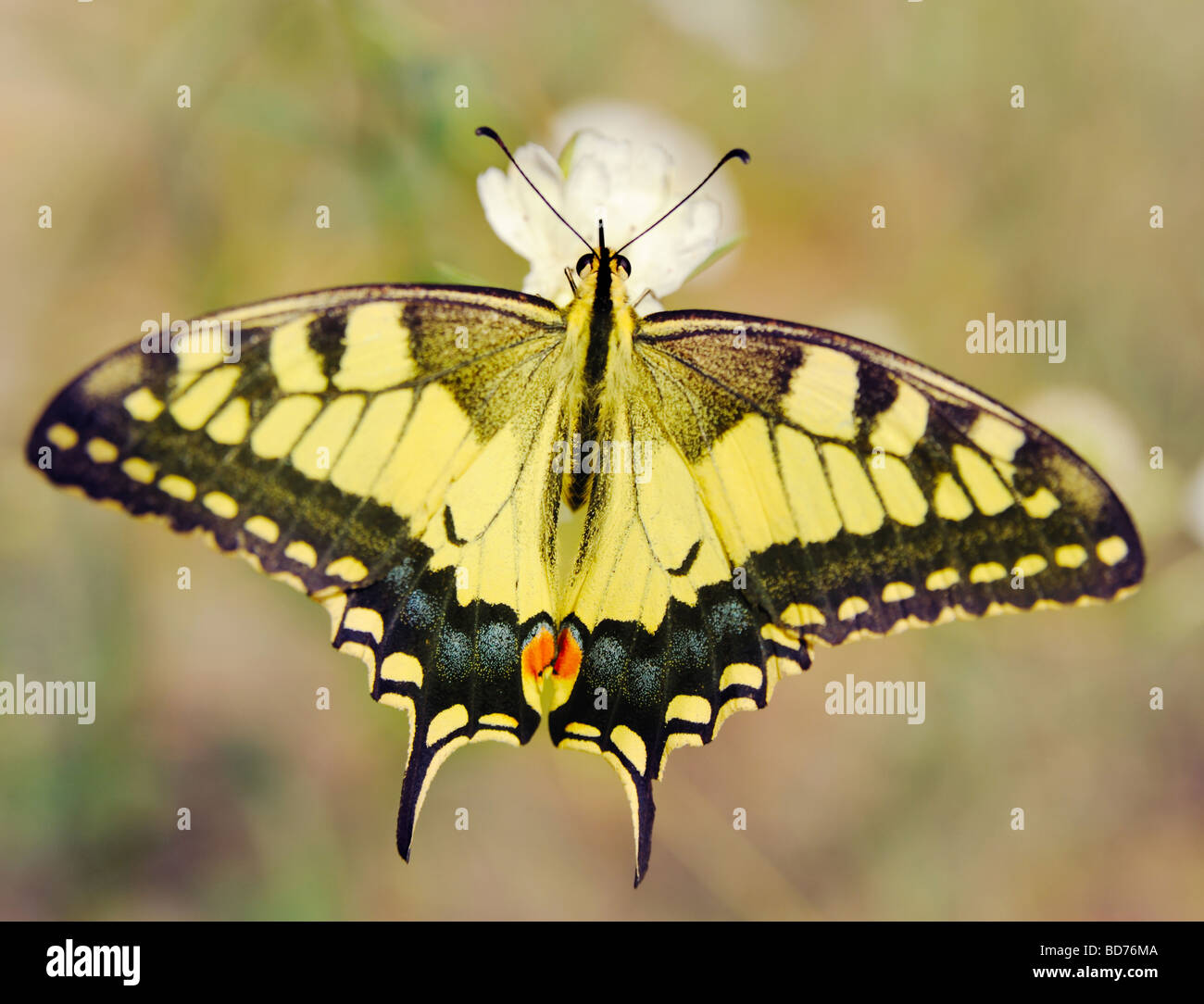 Gelb Schwarzer Schmetterling