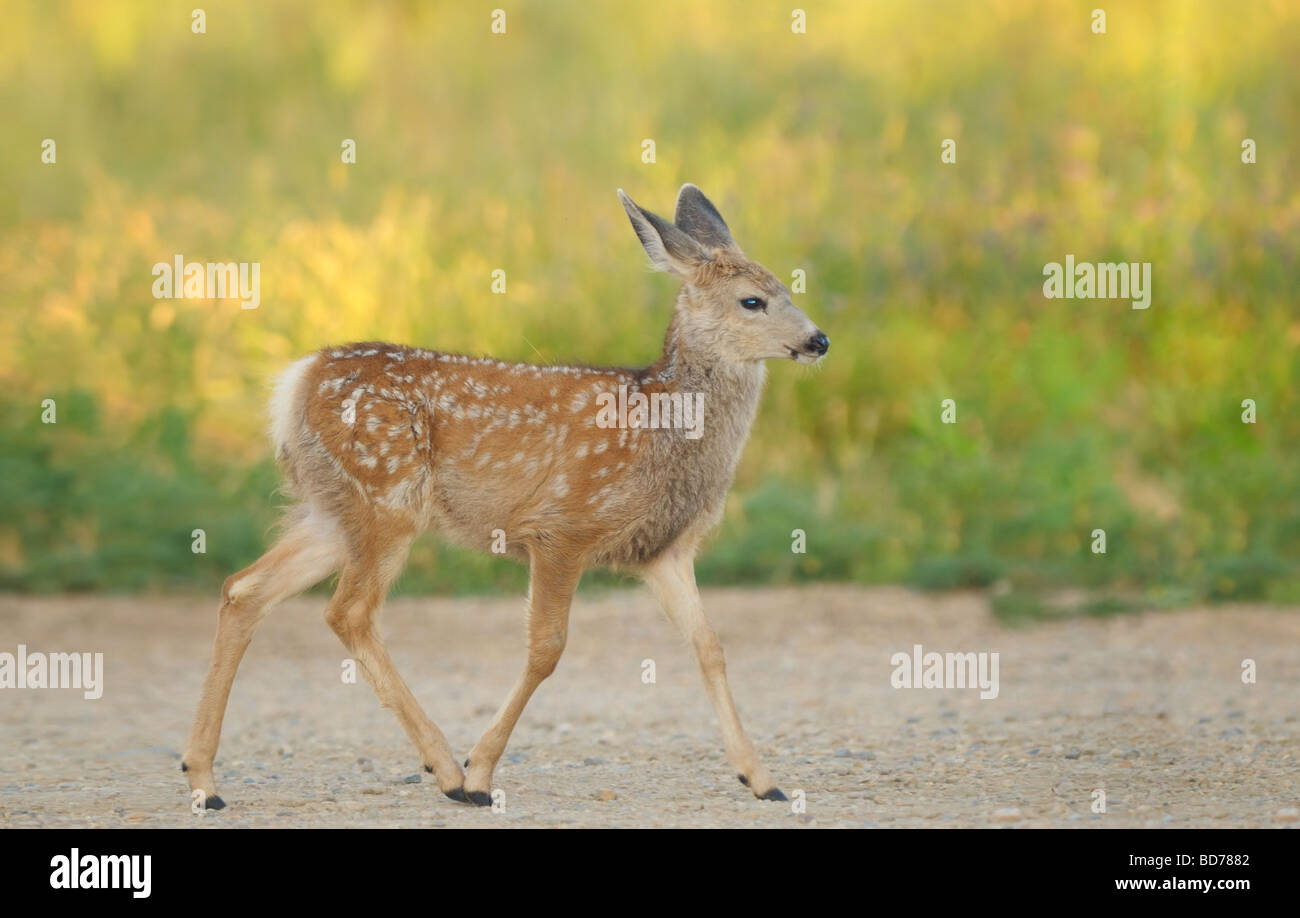 Hirsch Huf Stockfotos & Hirsch Huf Bilder - Alamy