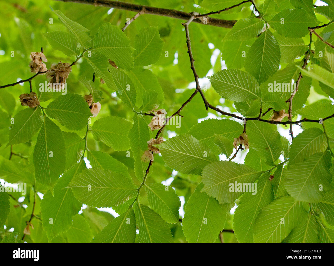 Elm Tree Stockfotos & Elm Tree Bilder - Alamy