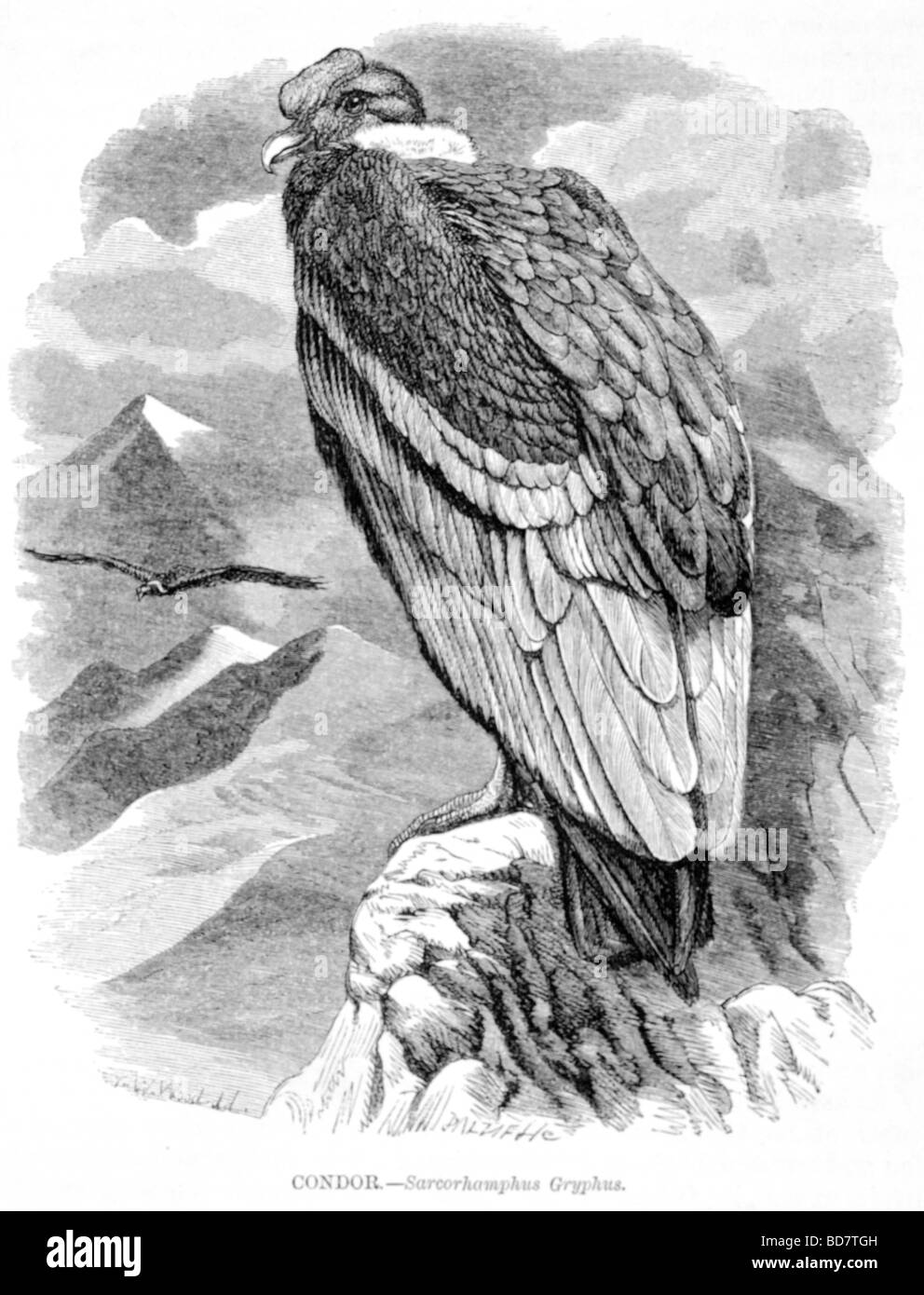 Condor habitat -Fotos und -Bildmaterial in hoher Auflösung – Alamy