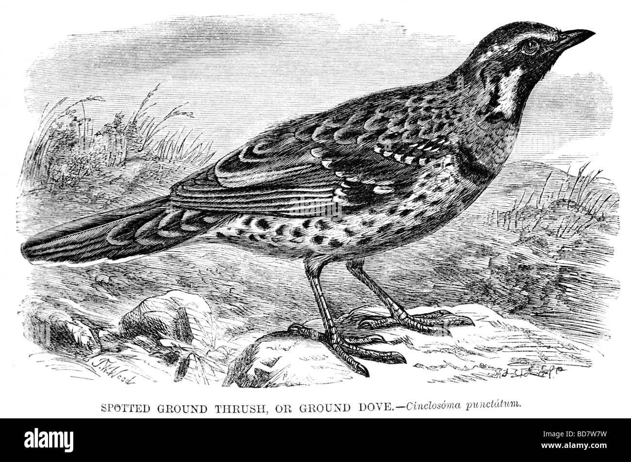 Gefleckte taubeneier -Fotos und -Bildmaterial in hoher Auflösung – Alamy