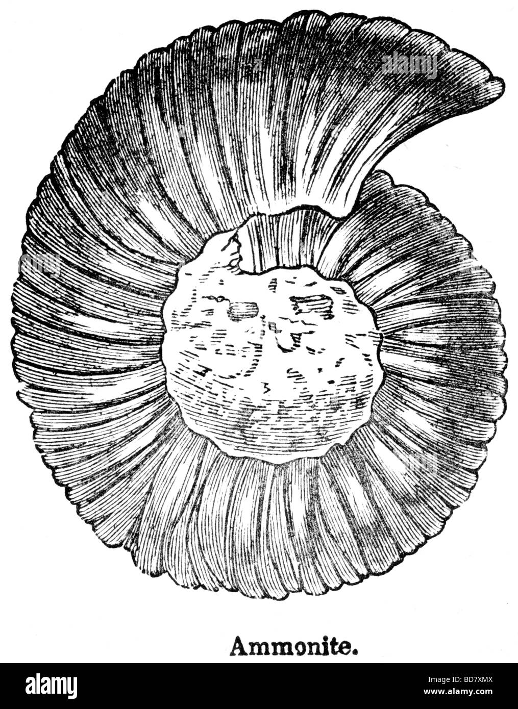 Ammonite illustration -Fotos und -Bildmaterial in hoher Auflösung – Alamy