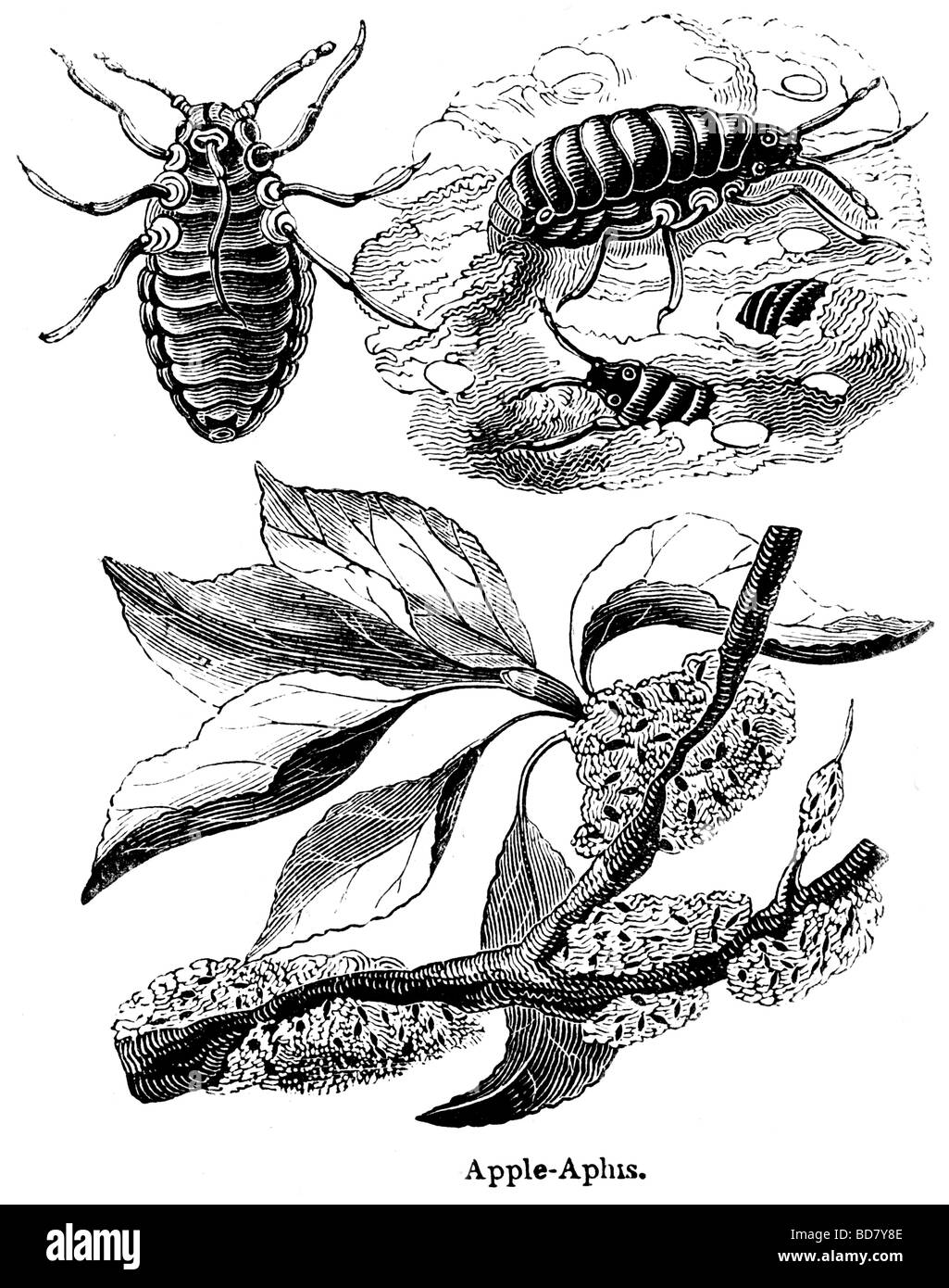 Stahlstich apfel -Fotos und -Bildmaterial in hoher Auflösung – Alamy