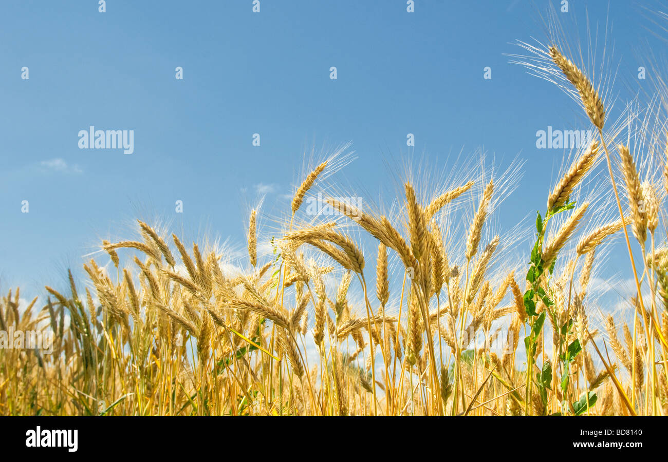 Wheat field -Fotos und -Bildmaterial in hoher Auflösung – Alamy
