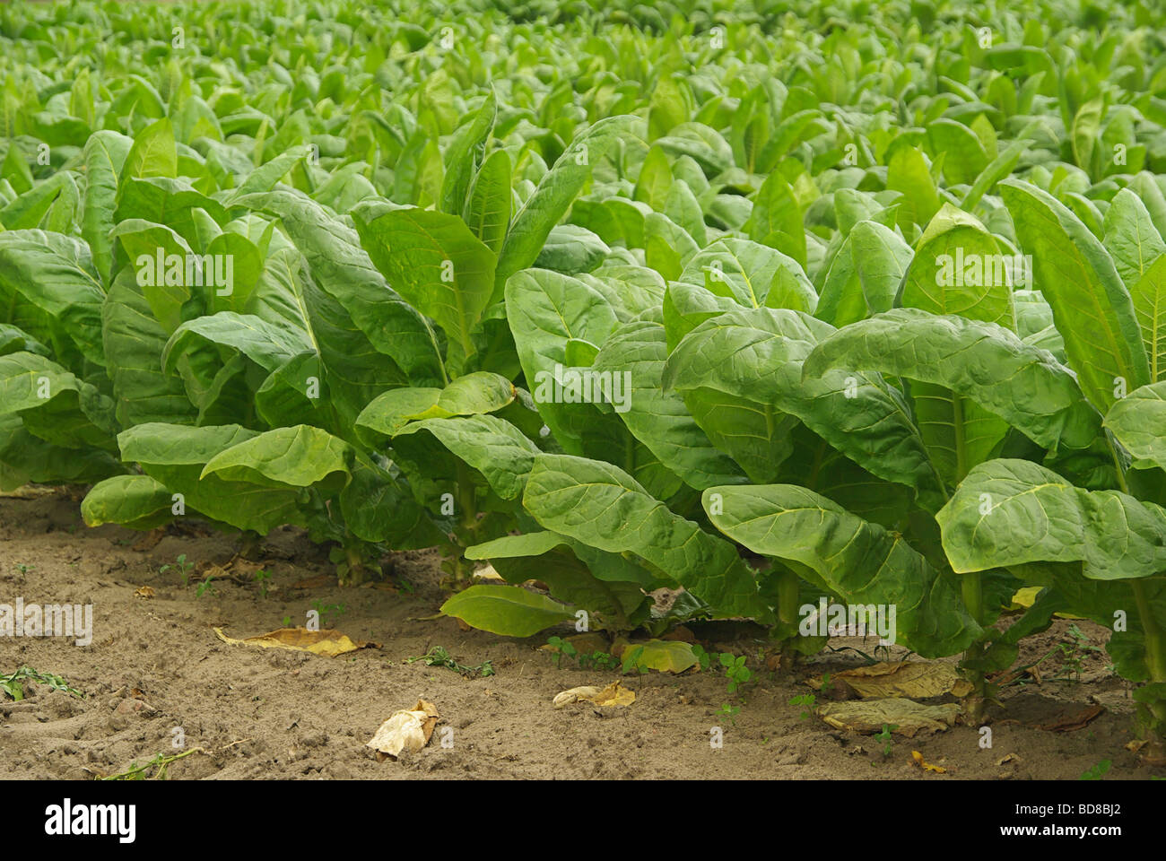 Virginia tabakfeld -Fotos und -Bildmaterial in hoher Auflösung – Alamy