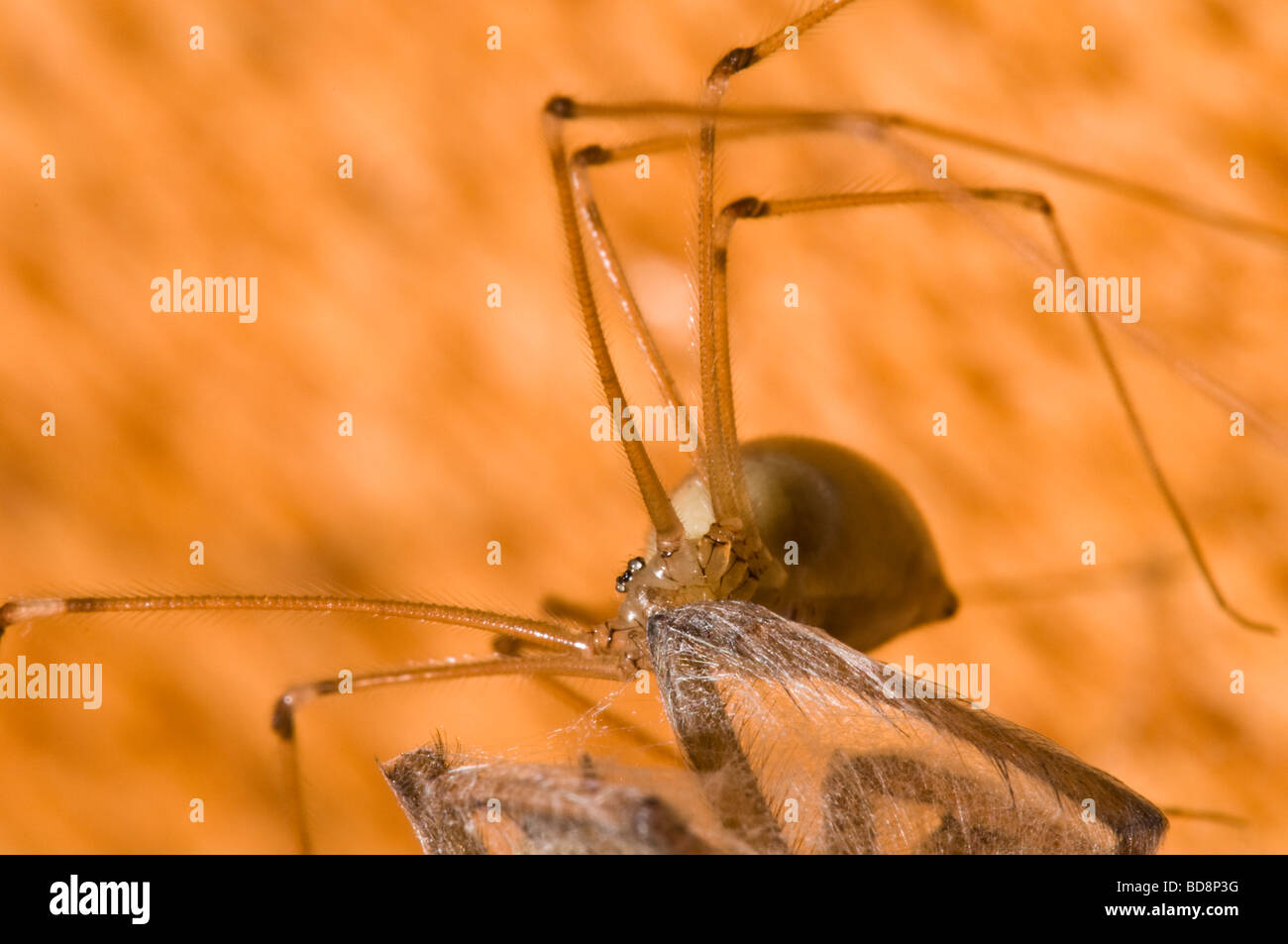 Cellar spider -Fotos und -Bildmaterial in hoher Auflösung – Alamy