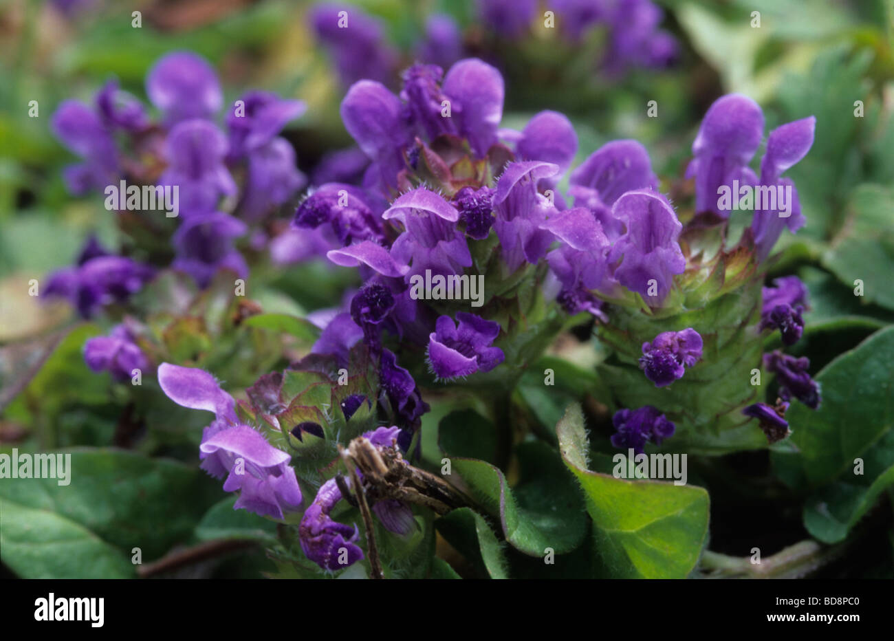 Boden efeu glechoma hederacea -Fotos und -Bildmaterial in hoher ...