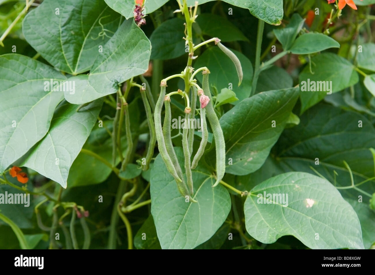 Bohnen wachsen -Fotos und -Bildmaterial in hoher Auflösung – Alamy