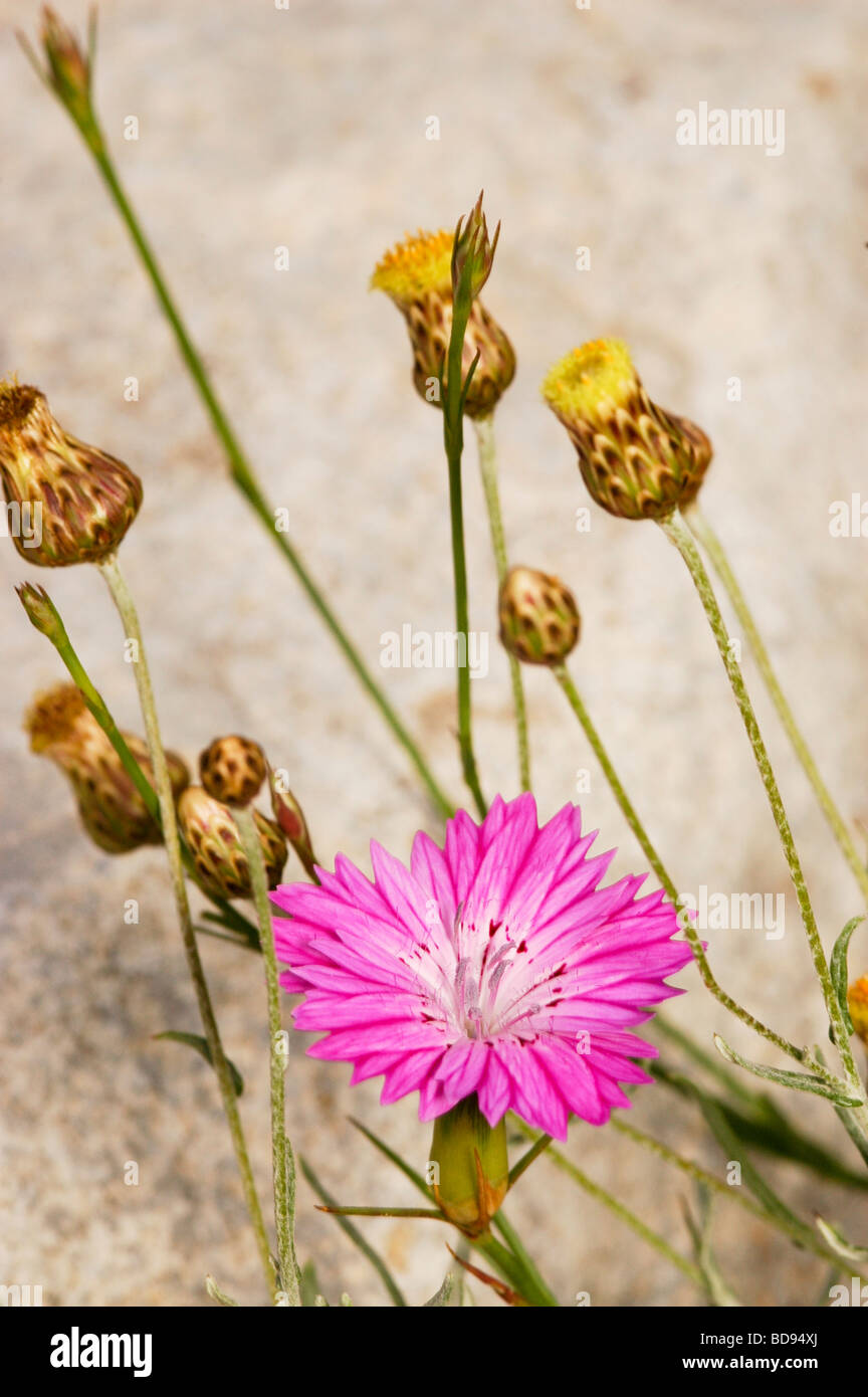 Dianthus strictus -Fotos und -Bildmaterial in hoher Auflösung – Alamy