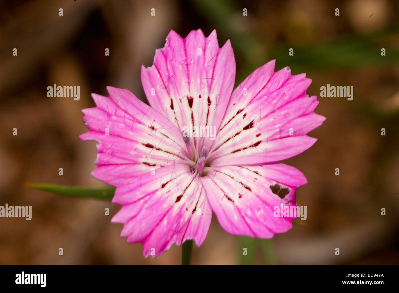 Dianthus strictus -Fotos und -Bildmaterial in hoher Auflösung – Alamy
