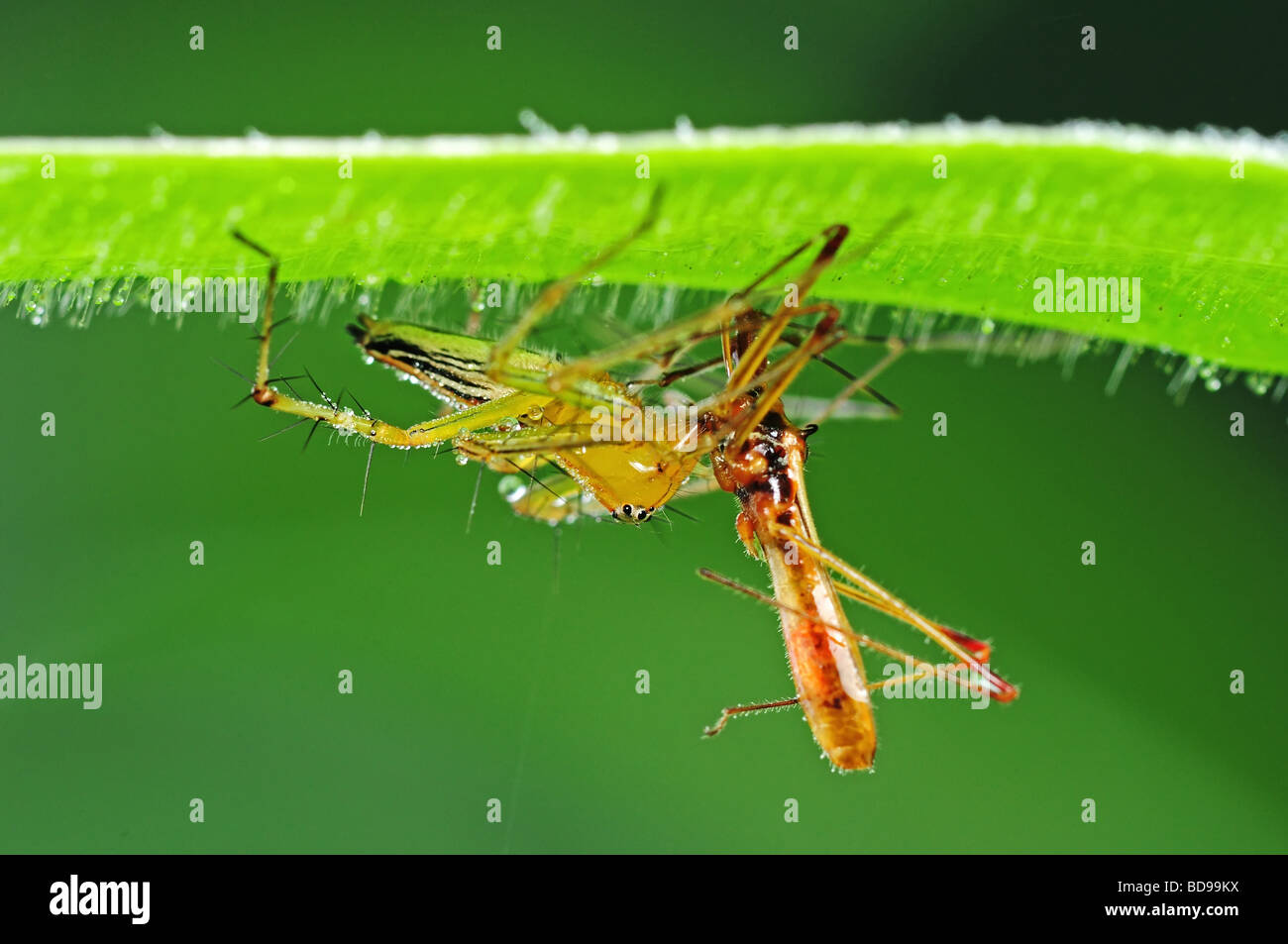 Luchs Spinne Essen ein Insekt in den parks Stockfotografie - Alamy