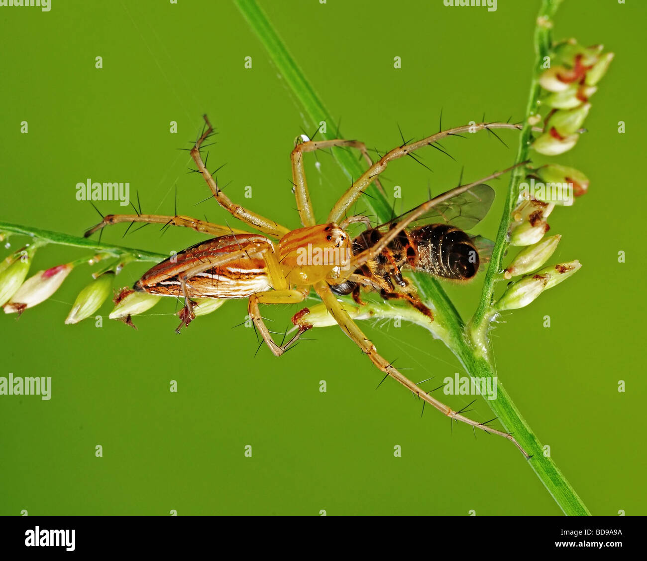 Luchs Spinne Essen eine Biene in den parks Stockfotografie - Alamy
