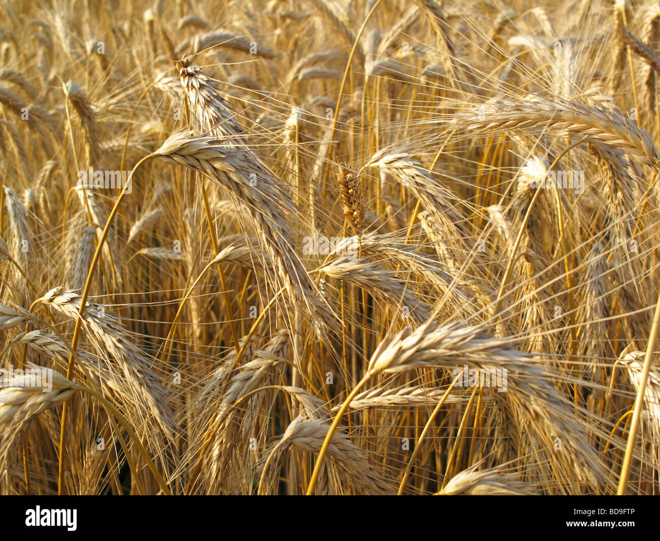 Roggen Secale cereale Stockfotografie - Alamy