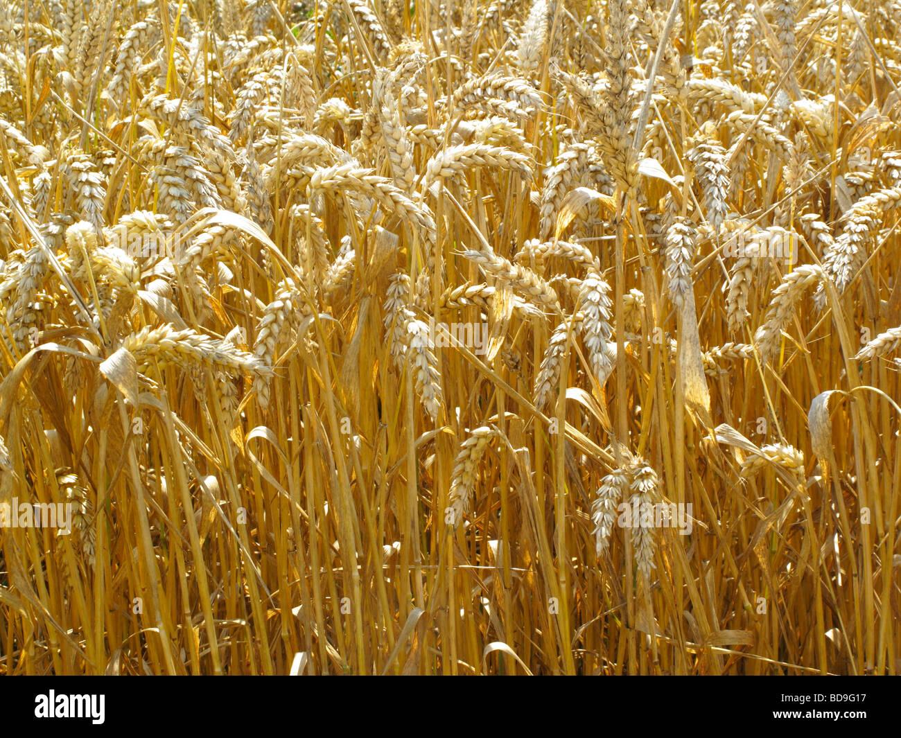 Feld mit aussicht -Fotos und -Bildmaterial in hoher Auflösung – Alamy