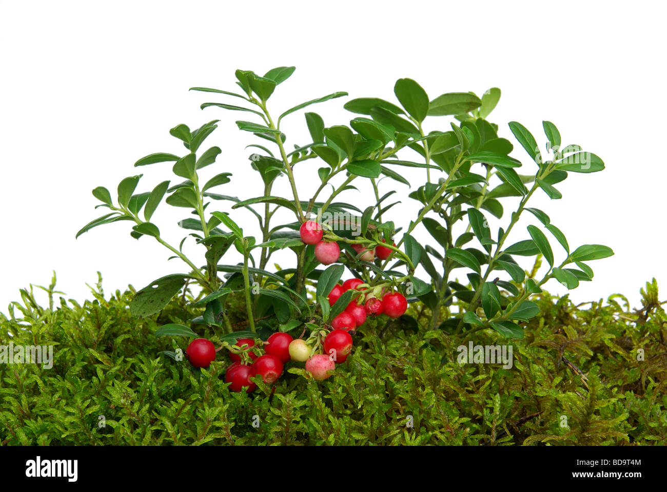 Preiselbeer strauch -Fotos und -Bildmaterial in hoher Auflösung – Alamy