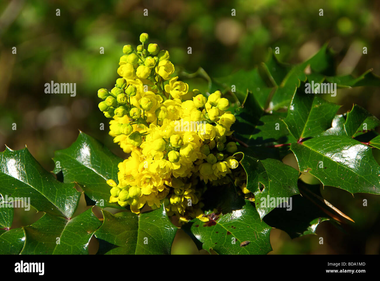 Mahonia aquifolium -Fotos und -Bildmaterial in hoher Auflösung – Alamy