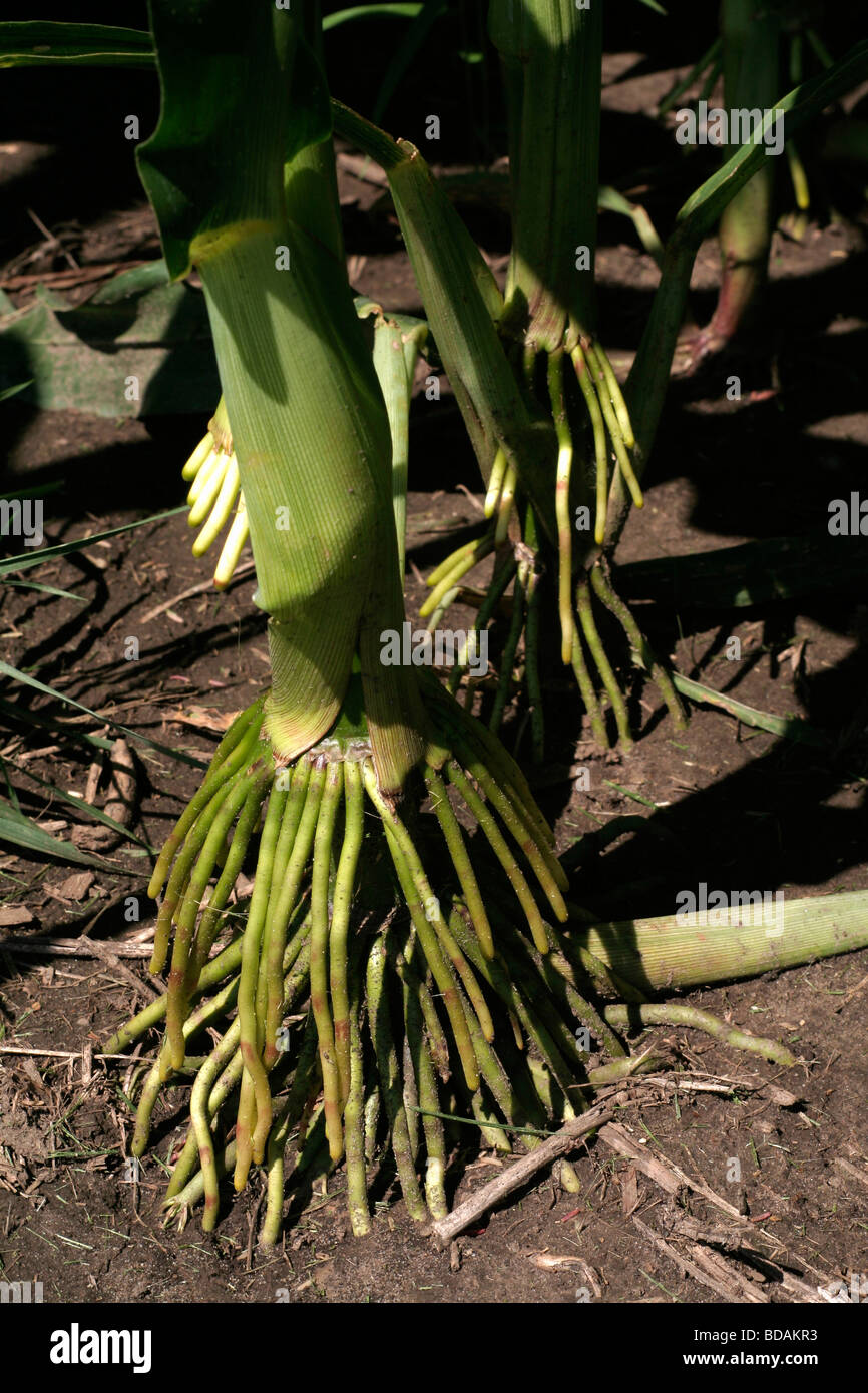 Maiswurzeln zea mays -Fotos und -Bildmaterial in hoher Auflösung – Alamy