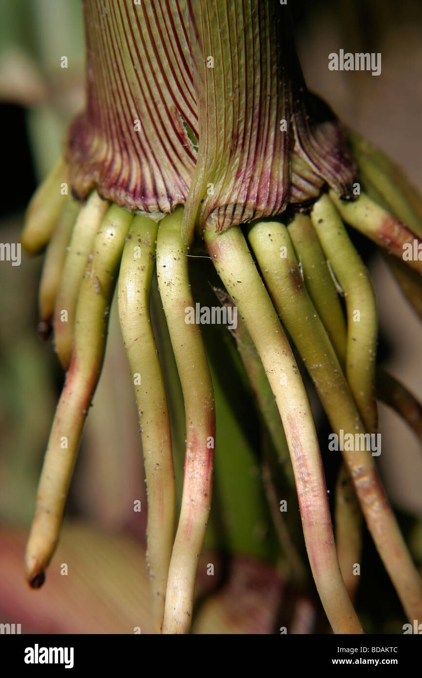 Mais wurzeln -Fotos und -Bildmaterial in hoher Auflösung – Alamy