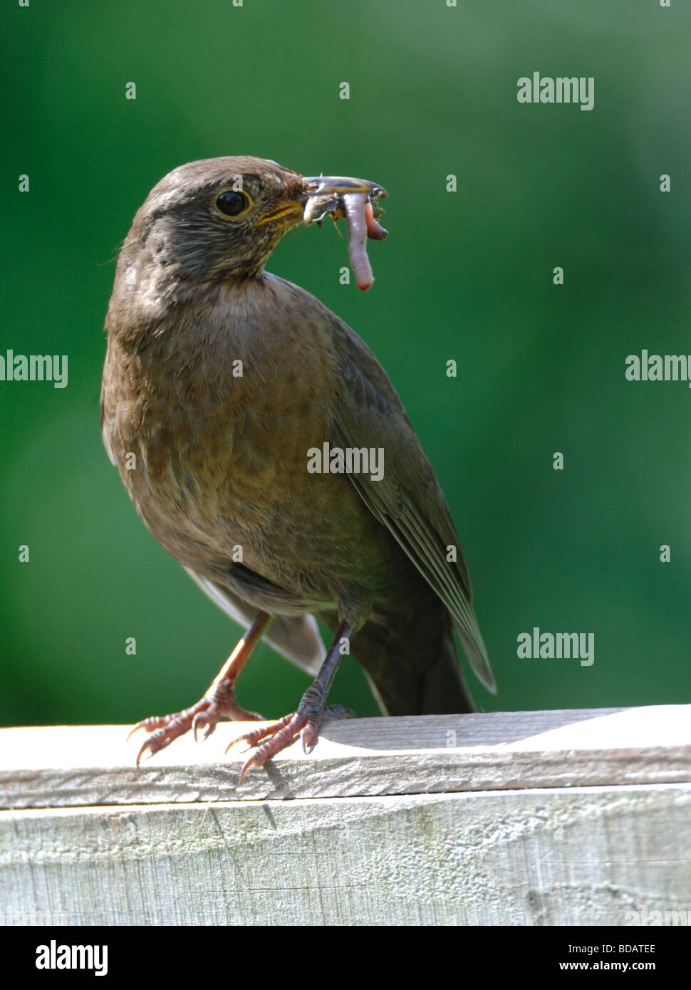 Weibliche amsel turdus merula -Fotos und -Bildmaterial in hoher ...