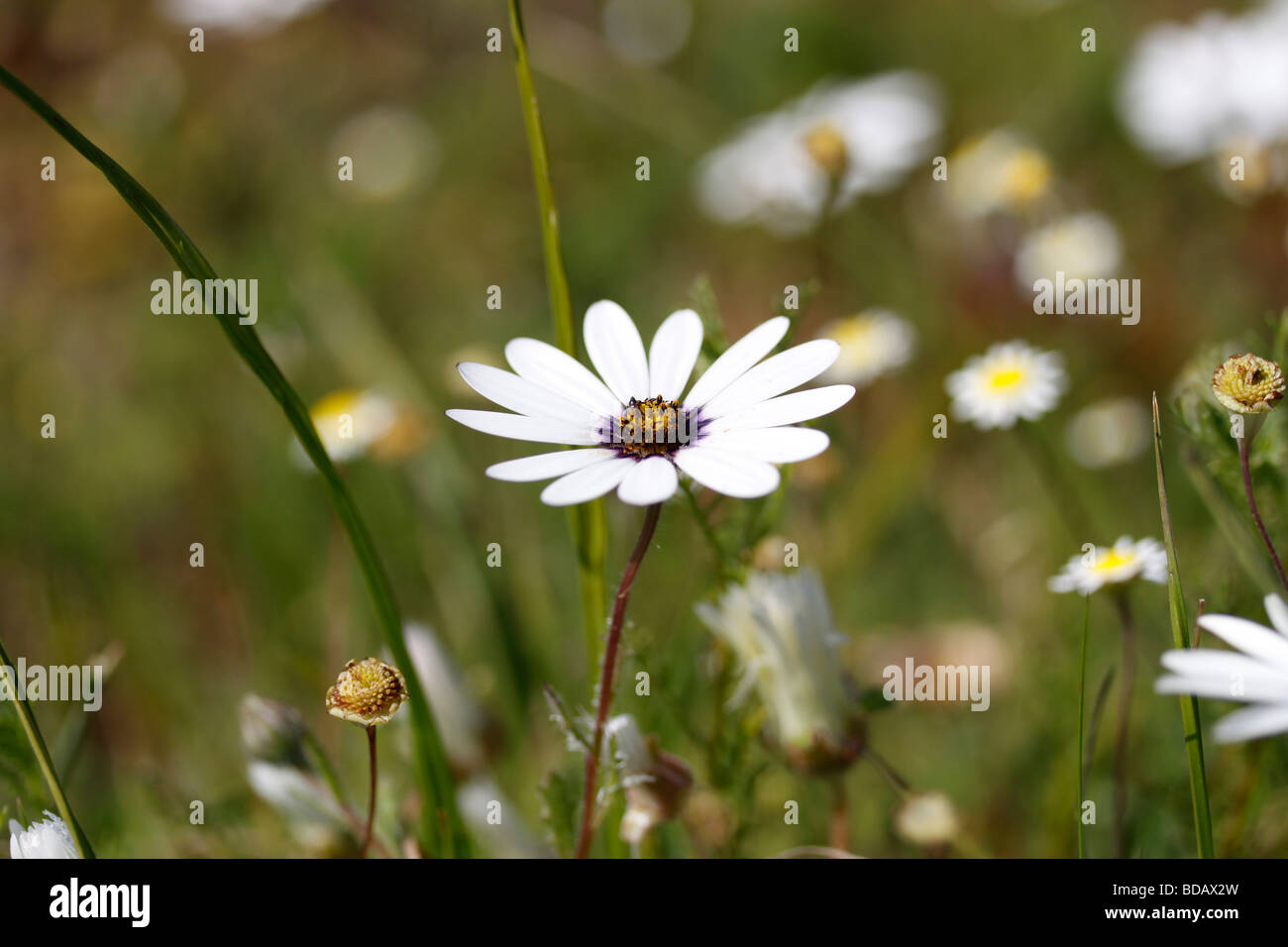 Schnee-Gänseblümchen (Dimorphotheca Nudicaulis) im Tienie Versfeld ...