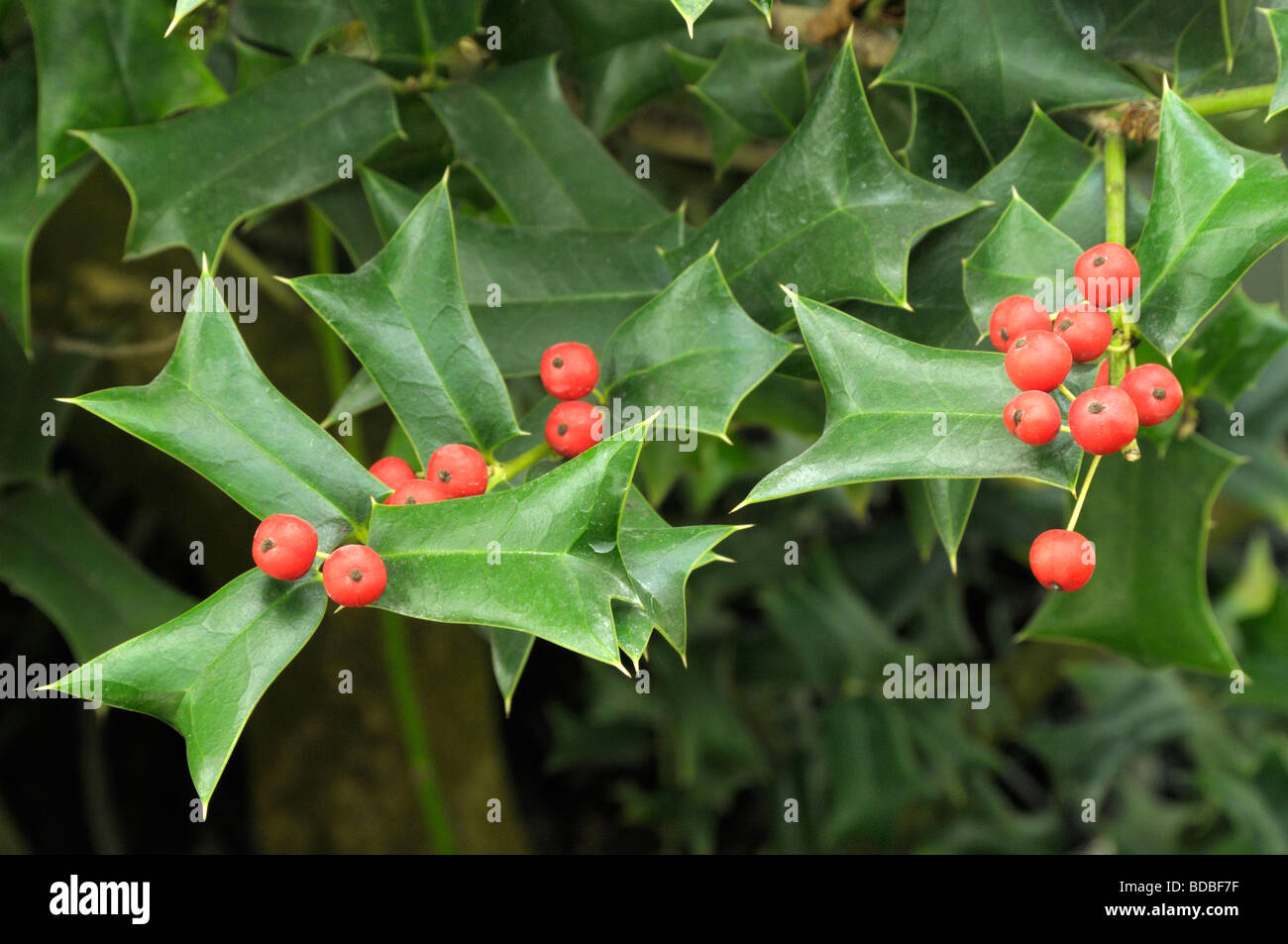 Chinesische Stechpalme Ilex Cornuta Zweig mit Blattern und Beeren Stockfotografie Alamy
