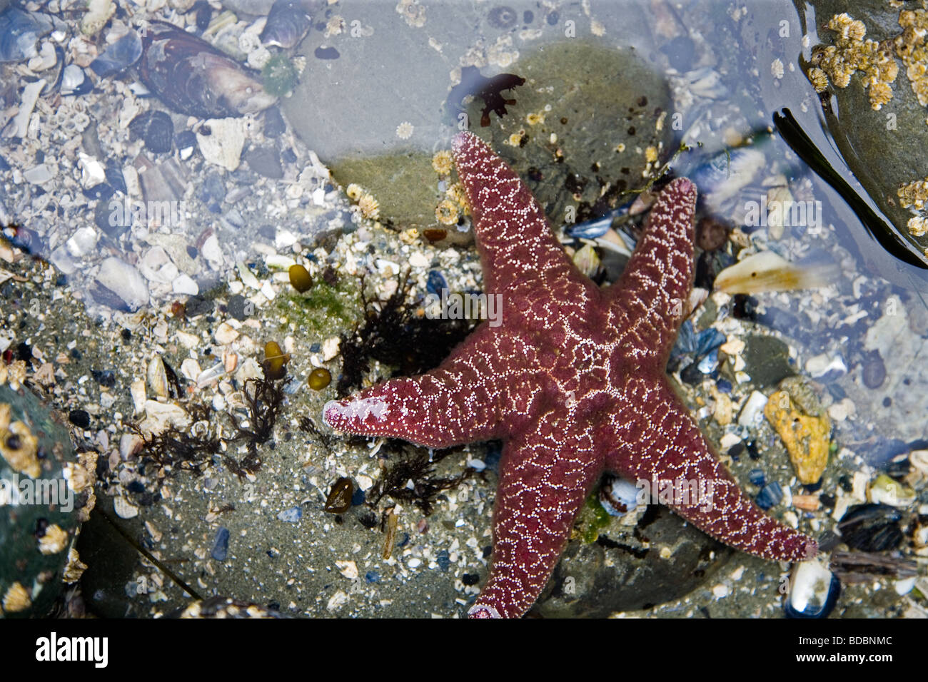 Seesterne im pool -Fotos und -Bildmaterial in hoher Auflösung – Alamy