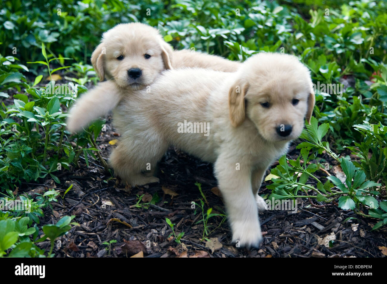 Golden Retriever Welpen Stockfotografie - Alamy