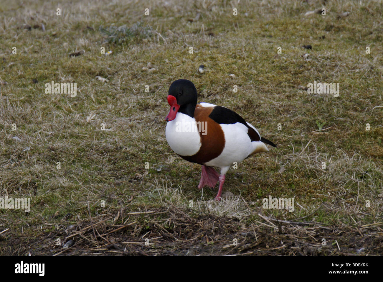 Gemeinsamen Brandgans Brandente (Tadorna Tadorna Stockfotografie - Alamy