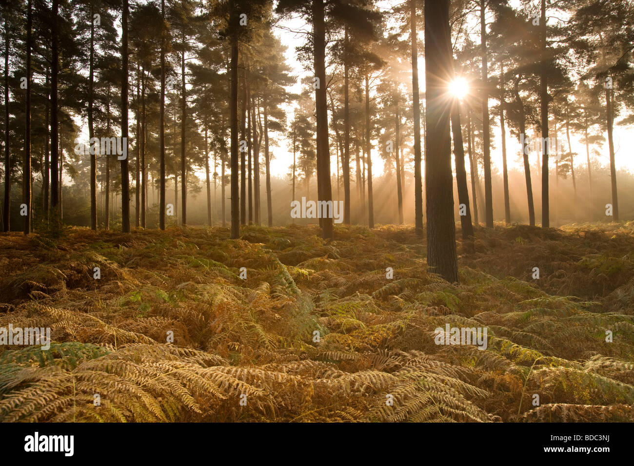Winterwald, Thetford Forest, Norfolk, Großbritannien Stockfotografie ...
