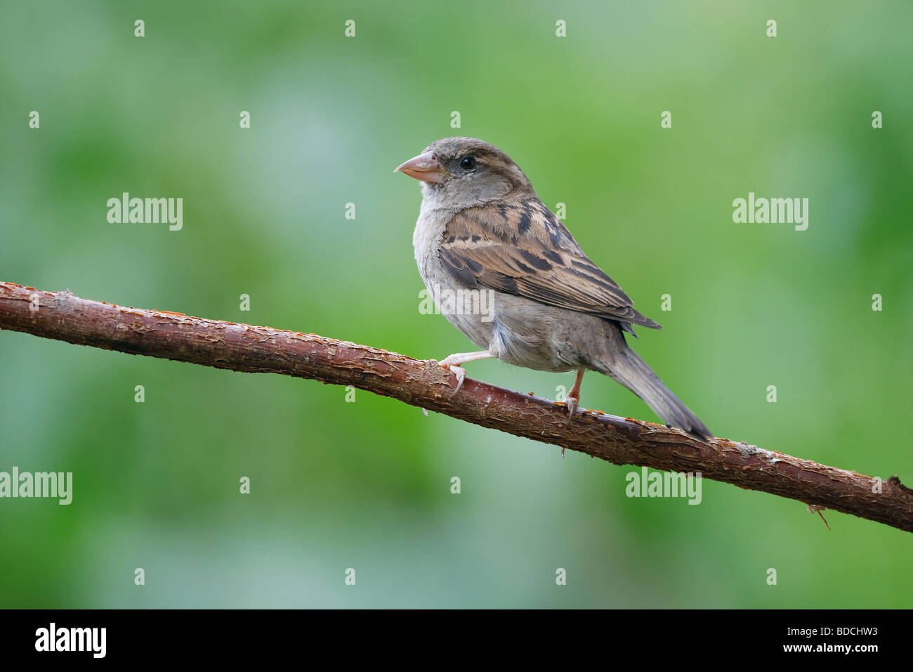 Uk haussperling -Fotos und -Bildmaterial in hoher Auflösung – Alamy