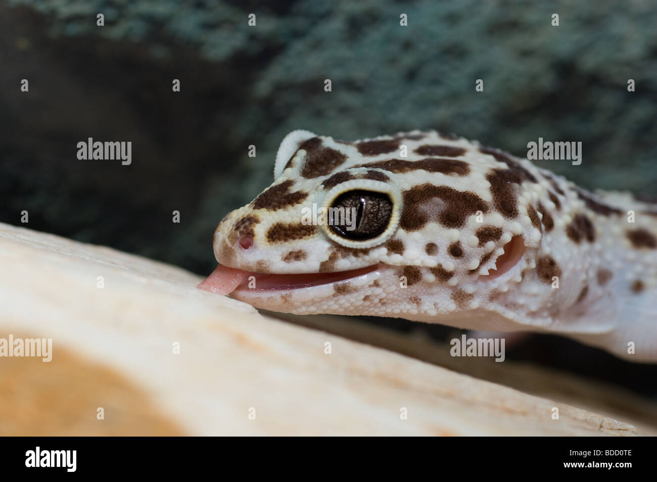 Gecko, Natur Eublepharis Eidechse, Drachen, Tarnfarbe, Leopard Gecko ...