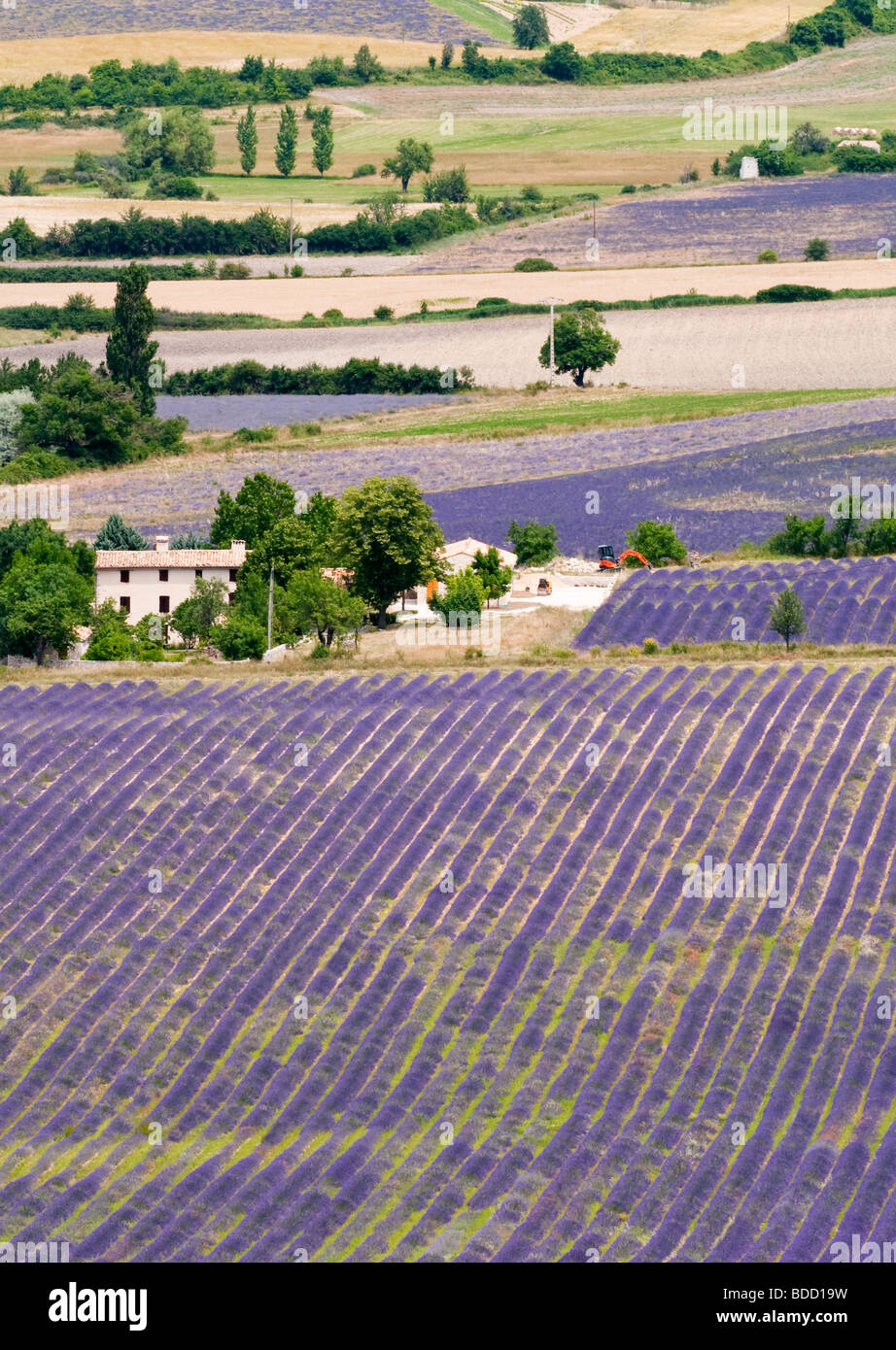 Lavendelfelder, Provence, Frankreich Stockfotografie - Alamy